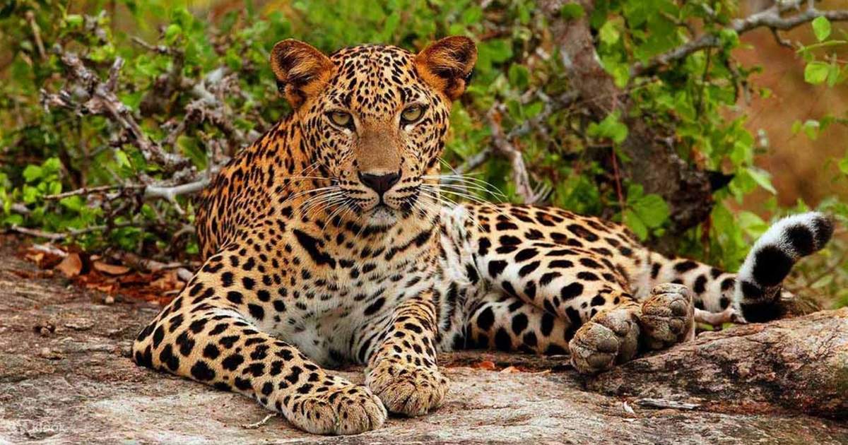 Yala National Park Safari Experience from Mirissa, Sri Lanka - Klook